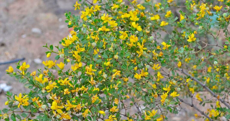 Jarilla – CienciaySaludNatural.com